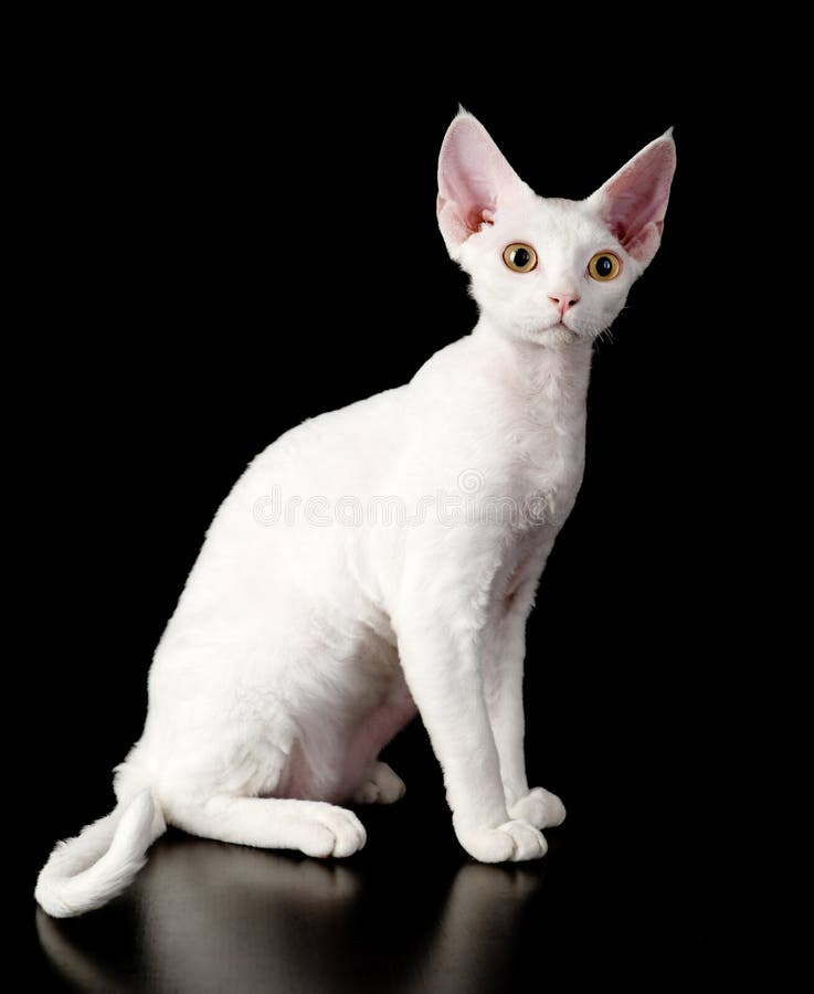 599 Small White Devon Rex Cat Stock Photos - Free & Royalty-Free Stock ...