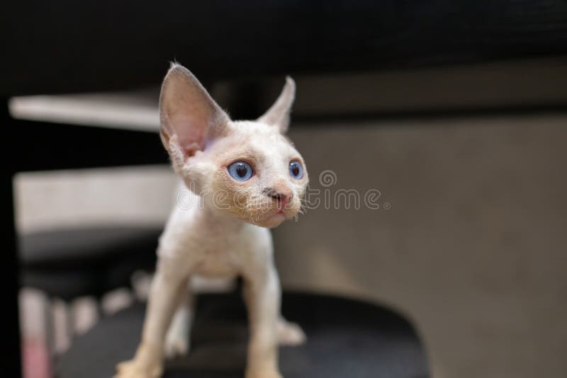 White Devon Rex Kitten a Looks To the Side and Pricked Up Stock Photo ...