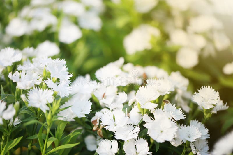 White Dianthus Chinensis Flower. Stock Image - Image of plant ...