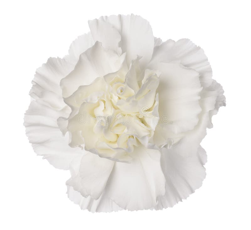 White dianthus stock image. Image of bloom, head, young - 233545143