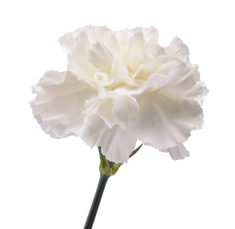 White dianthus stock photo. Image of white, natural - 234011466
