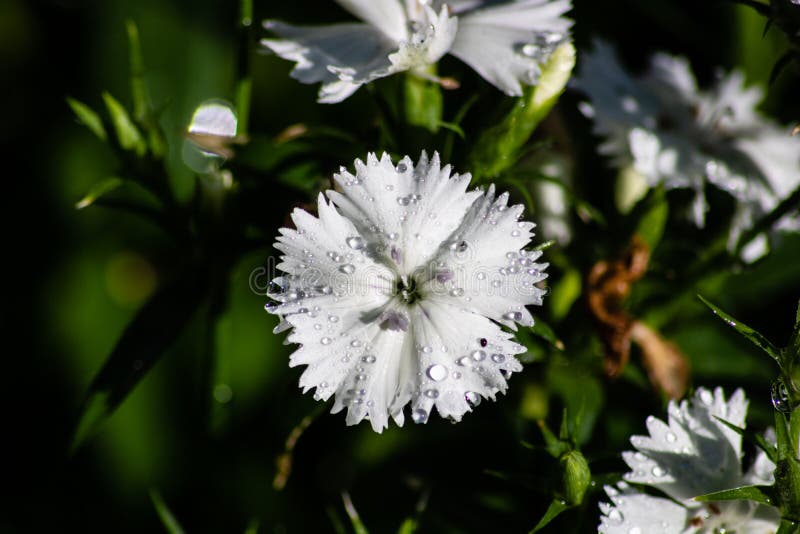 White dianthus stock image. Image of botany, garden - 173454217
