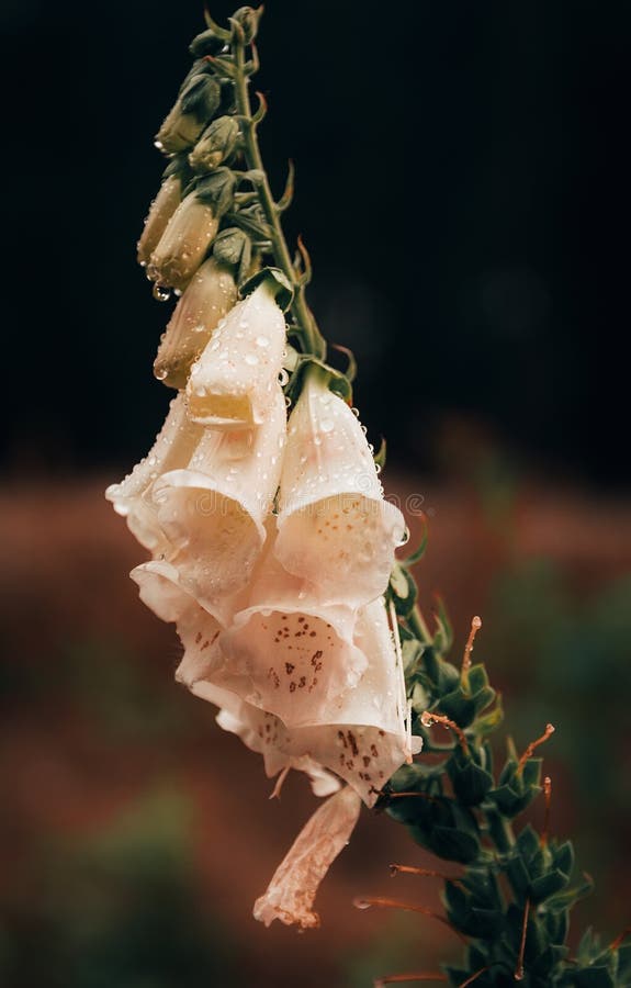 White Digitalis Flower with Water Droplet on Dark Background Stock ...
