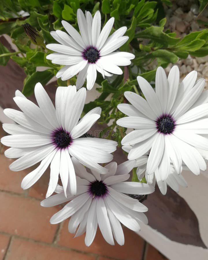 White Dimorphotheca stock image. Image of white, bloom - 255420793