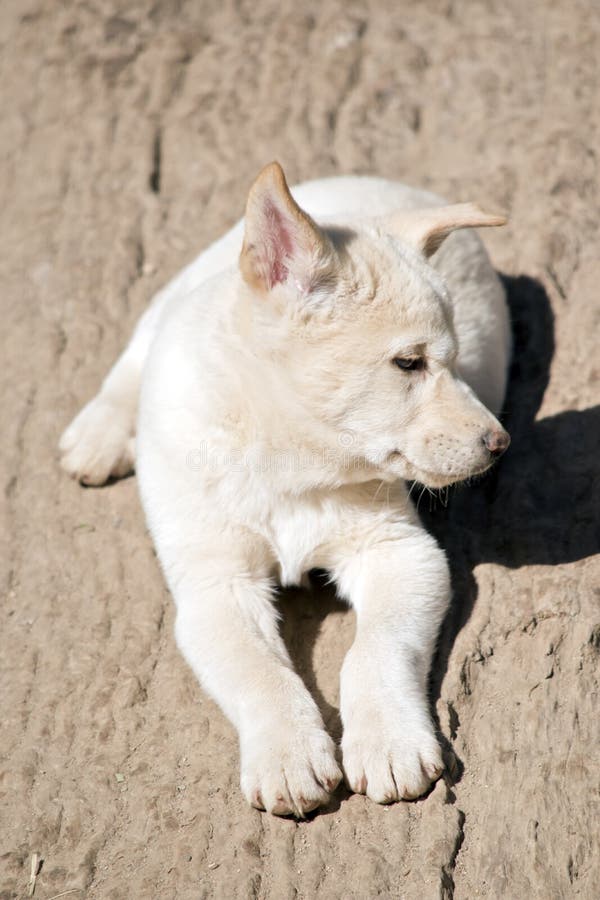 White dingo stock photo. Image of wild, animal, pack - 22743620