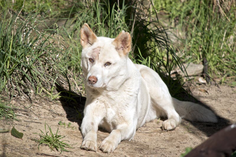 White dingo stock image. Image of pink, close, brown - 99128753