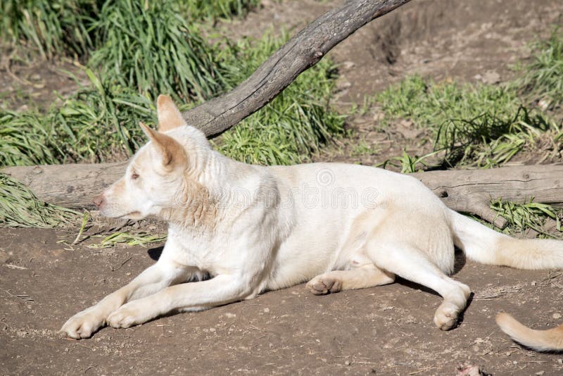 White dingo stock photo. Image of wild, animal, pack - 22743620