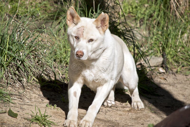 White dingo stock photo. Image of wild, animal, pack - 22743620