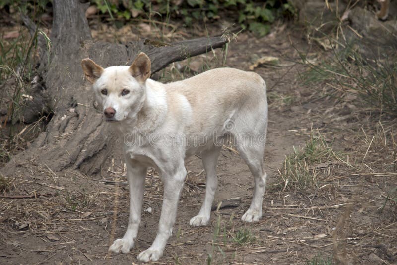 White dingo stock photo. Image of wild, animal, pack - 22743620