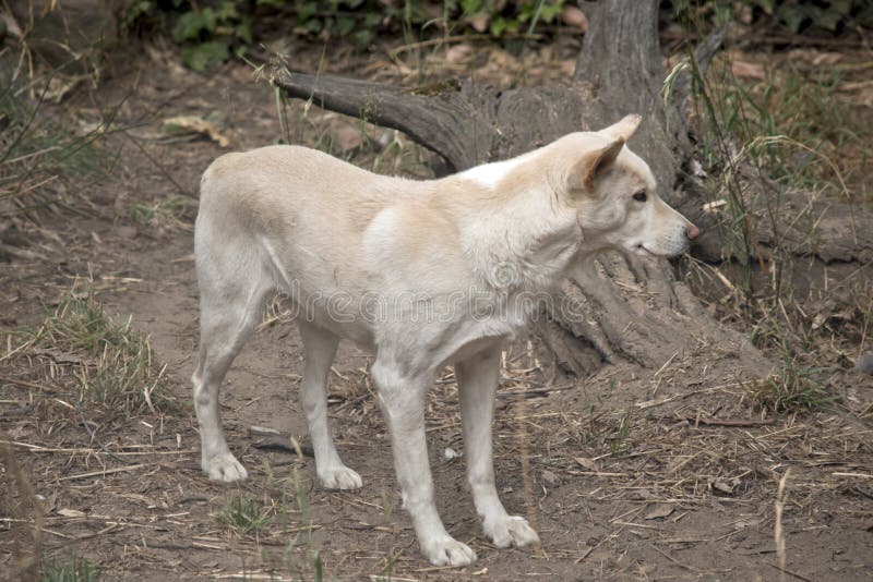 White dingo stock photo. Image of wild, animal, pack - 22743620