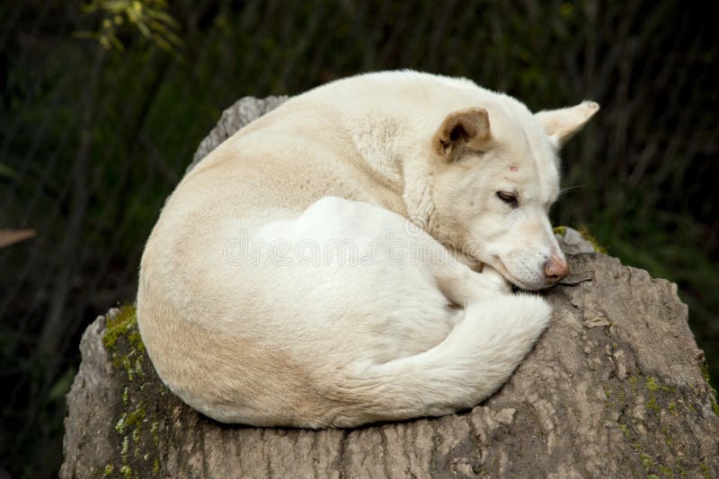 White dingo stock photo. Image of close, nose, white - 99128804