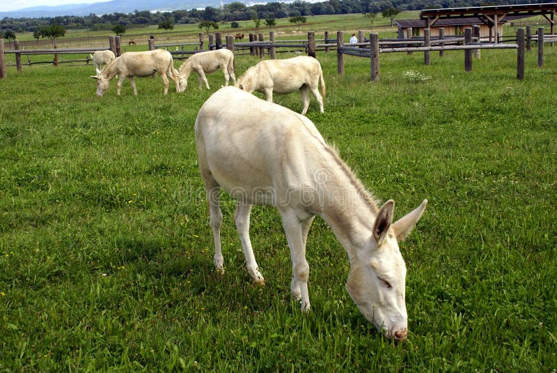 White dinkey stock photo. Image of funny, agriculture - 32683438
