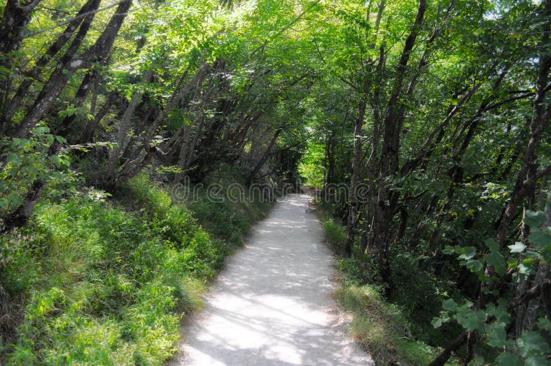 Path through trees stock photo. Image of natural, trees - 23596244