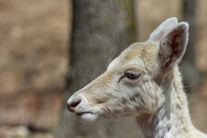 White doe stock image. Image of close, beautiful, white - 116437249