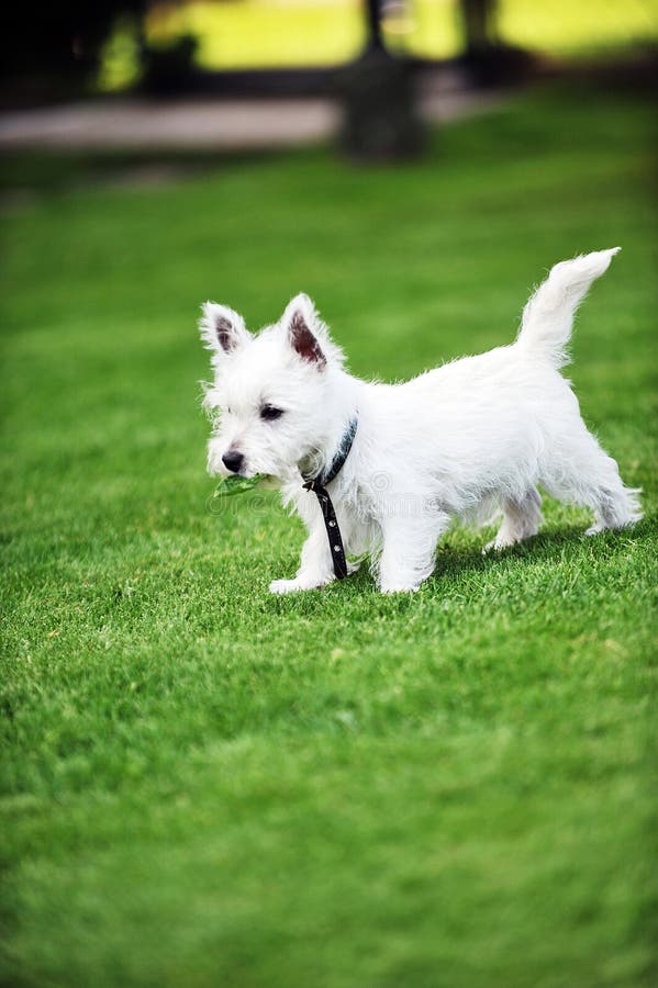 White dog stock photo. Image of animals, freedom, green - 15729412