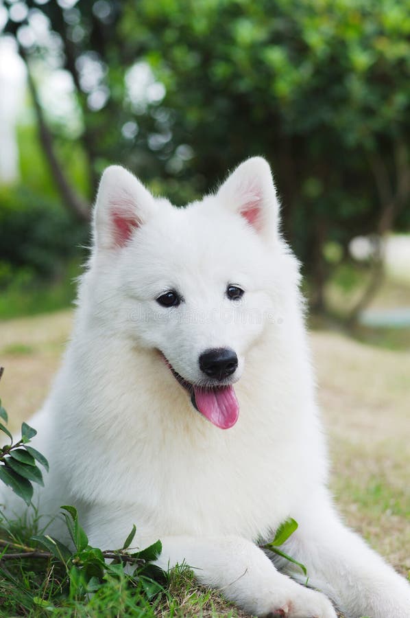 White dog stock photo. Image of grass, adorable, beautiful - 21707446