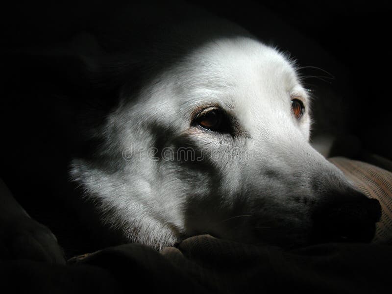White Dog stock photo. Image of shadow, shepherd, huskie - 2558456