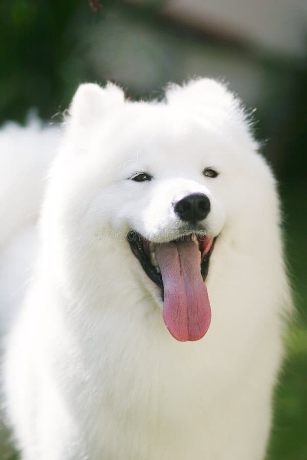 White dog stock photo. Image of family, adorable, friend - 5922502