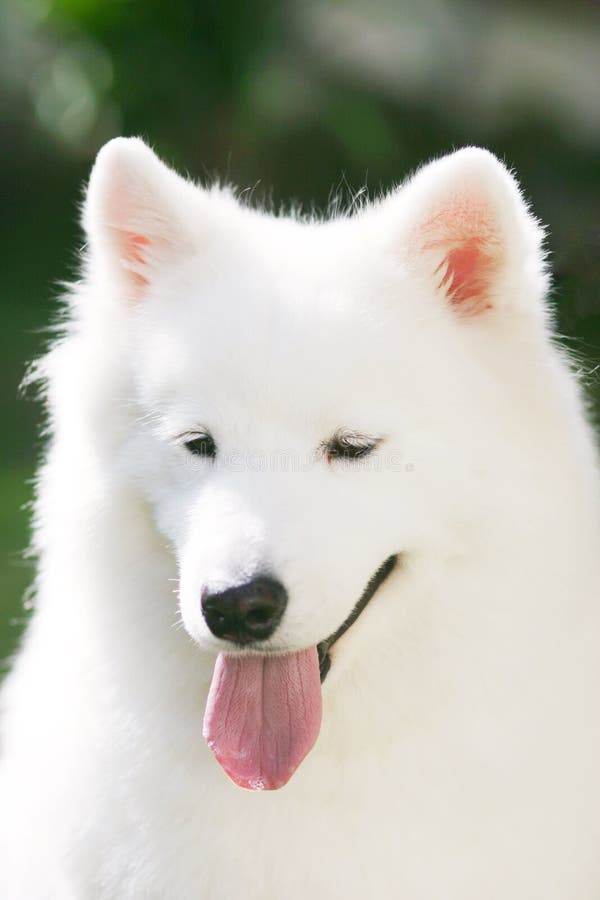 White Dog Picture. Image: 5922772