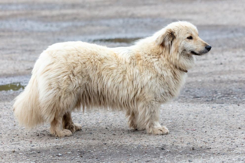 White Dog on an Asphalt Road Stock Image - Image of young, outdoor ...