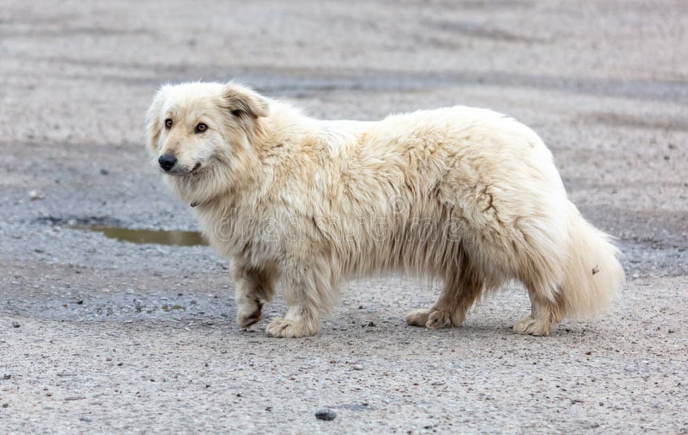White Dog on an Asphalt Road Stock Image - Image of bitumen, asphalt ...