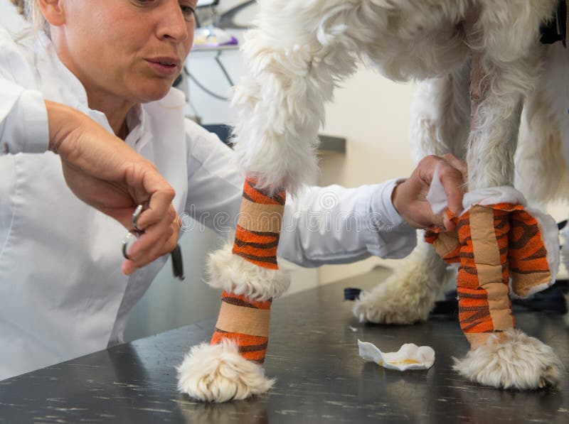 White Dog with Bandage at the Veterinarian Stock Image - Image of ...