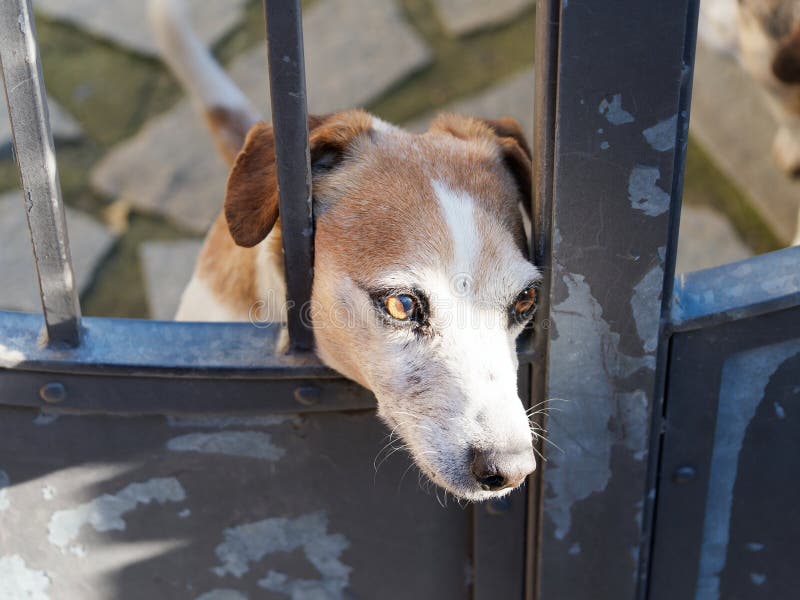 White dog behind a gate stock photo. Image of protection - 270777452