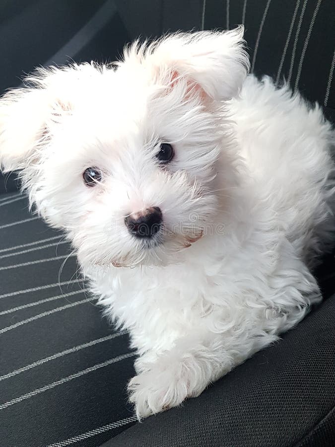 White dog bichon stock image. Image of bichon, animal - 206615153