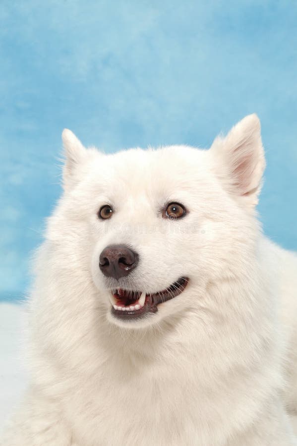 White Dog On Blue Background Picture. Image: 1550435