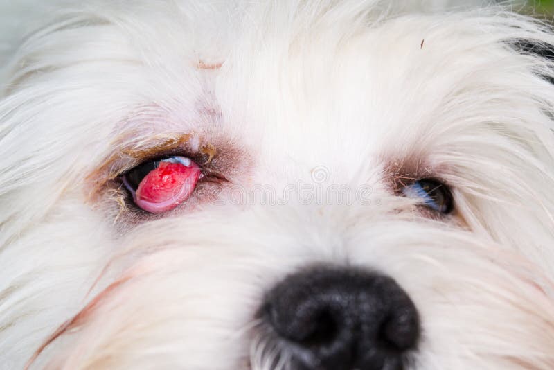 What Is A Cherry Eye On A Dog