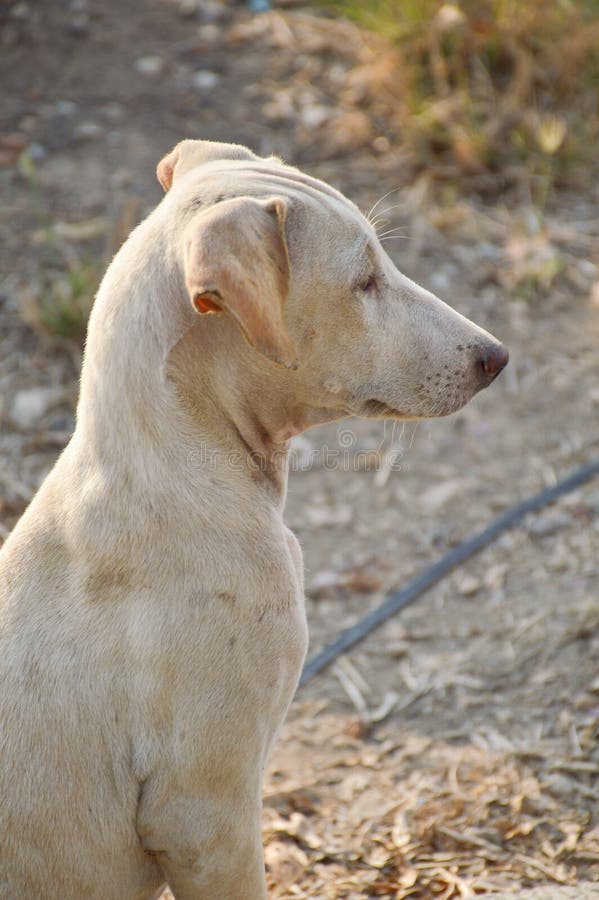 White dog stock image. Image of nature, white, canine - 74395711