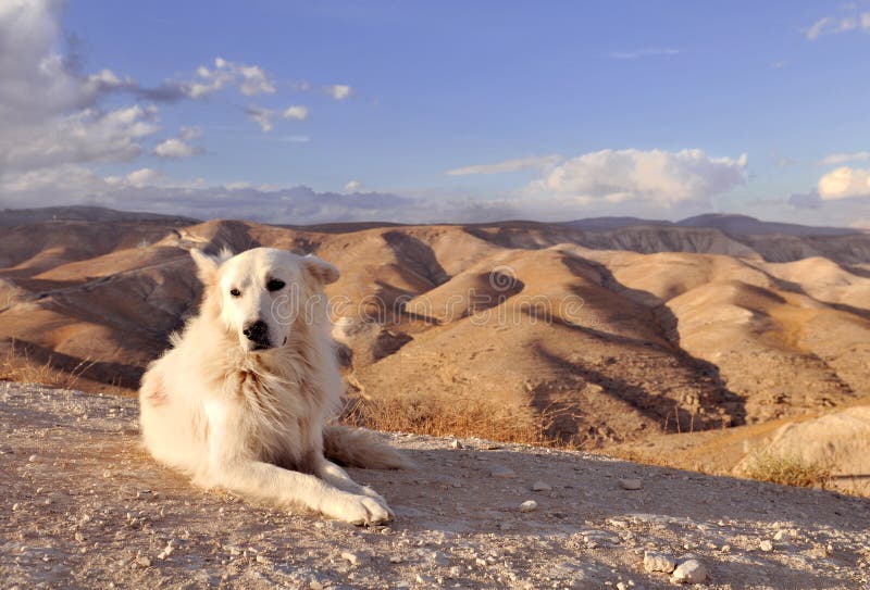 White dog in desert stock photo. Image of healthy, judea - 16805134