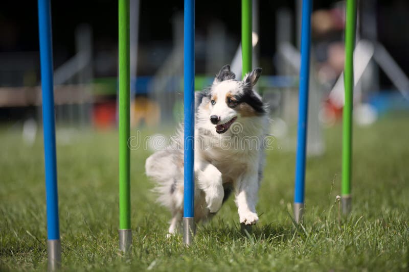 White Dog Doing Slalom on Agility Course Stock Image - Image of ...