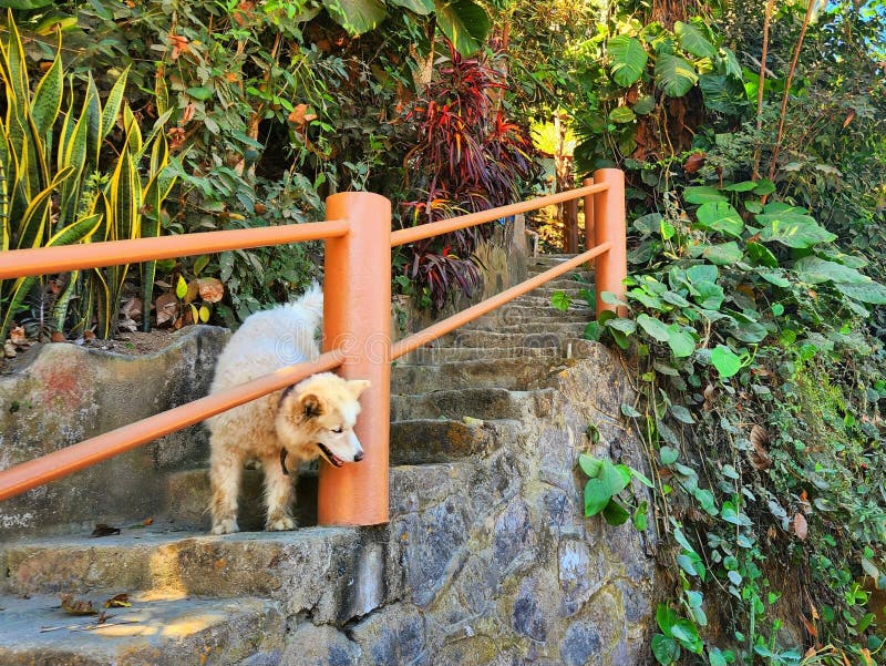 White Dog Explores a Stone Pathway Surrounded by Lush Greenery in a ...