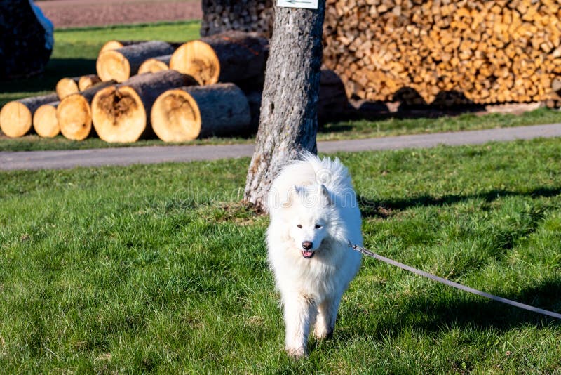 White Dog in Front of Wood Stack Stock Image - Image of meadow ...