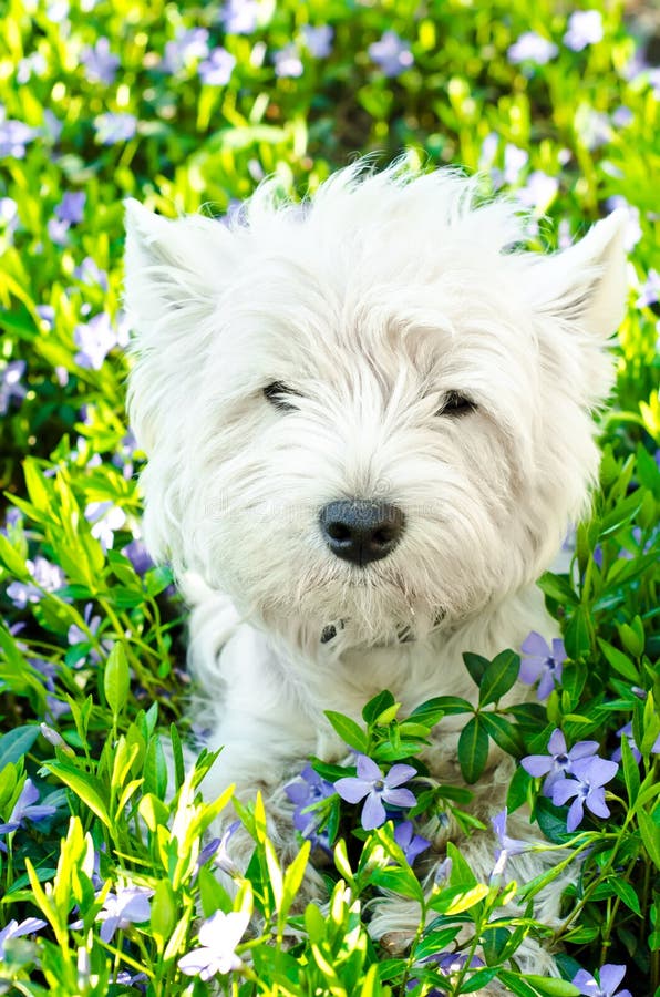 White dog stock image. Image of small, flower, clever - 41127065