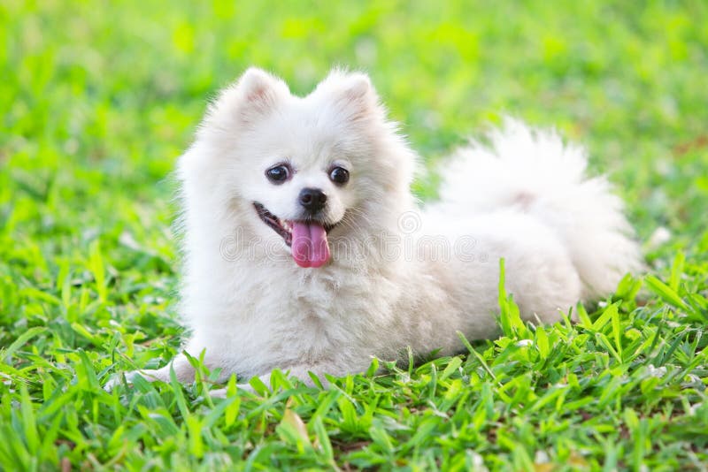 White dog on green grass stock photo. Image of eyes, green - 15152212