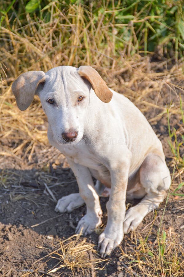 White dog on the ground stock image. Image of close, canine - 66278699