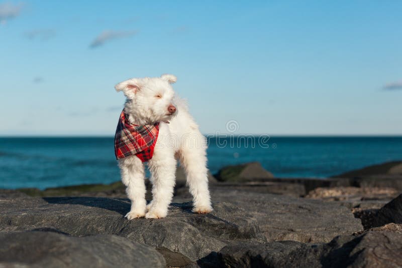 White Dog on Jetty stock image. Image of canine, white - 326622403
