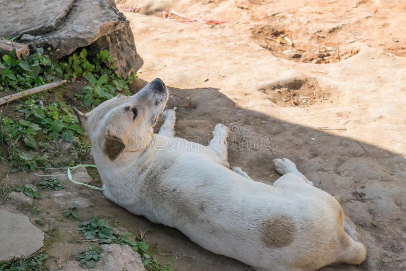 White Dog Lies Down on the Ground Stock Photo - Image of black ...