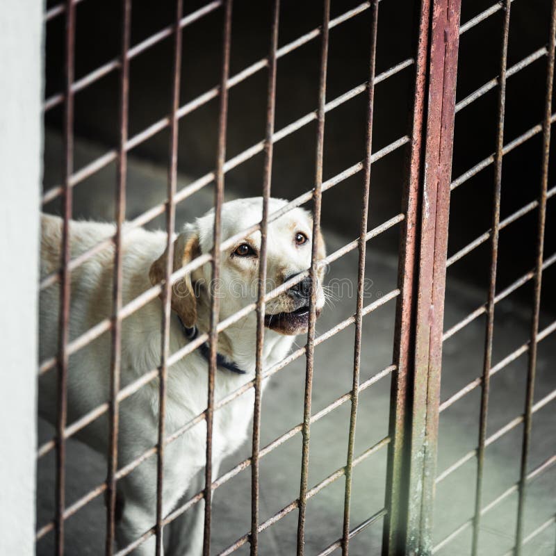 Dog locked in a cage stock photo. Image of loneliness - 114705146