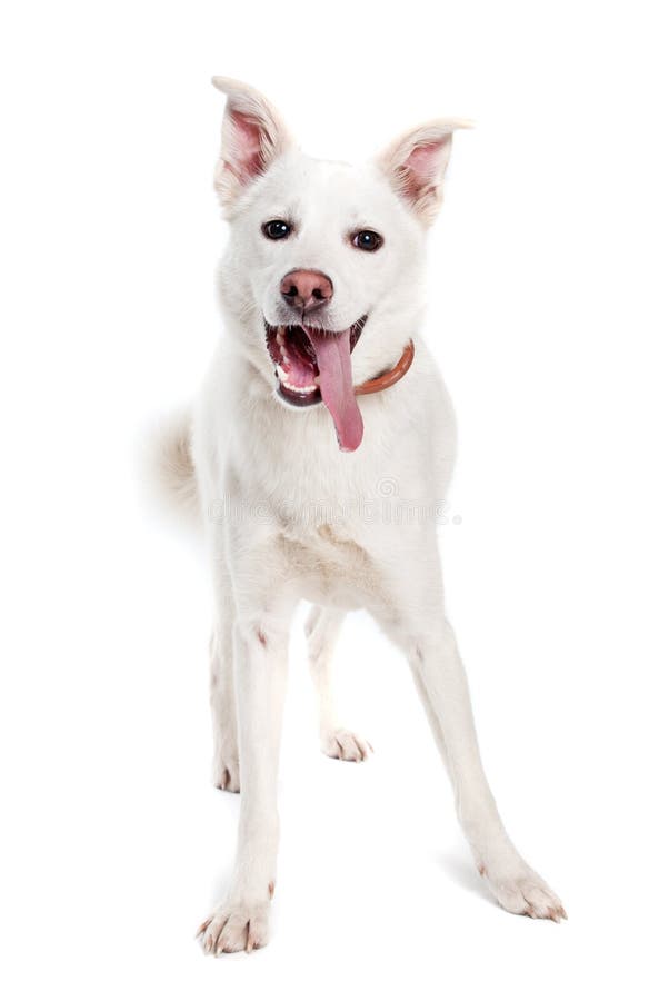 Red dog look in camera stock image. Image of happy, length - 24405817