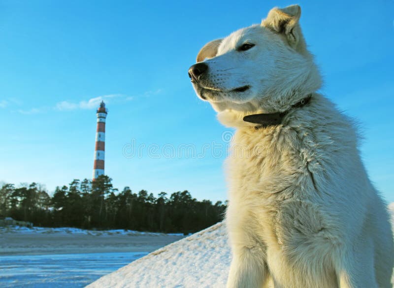 White Dog Look at Lighthouse Stock Image - Image of trust, health: 3853481