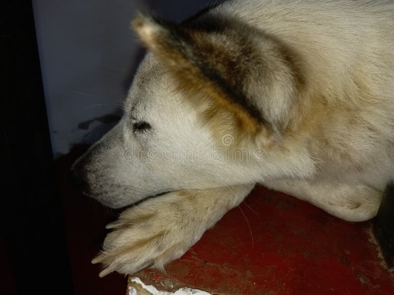 White Dog Looking a Boring Time Stock Image - Image of boring, echter ...