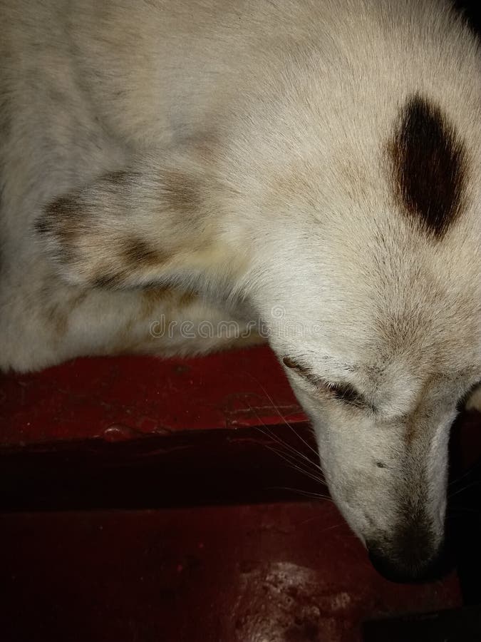 White Dog Looking a Boring Time Stock Photo - Image of doggy, hund ...