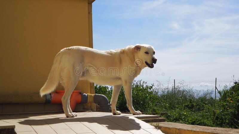 What Is The Breed Of Sardinian Shepherd Dog