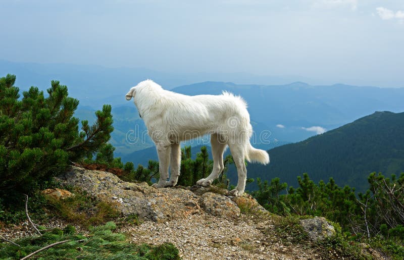 White Dog on a Mountain Top Stock Image - Image of highland, animals ...