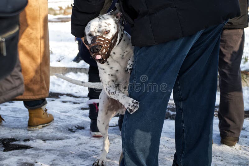 508 Animals Feet Snow Pictures Stock Photos - Free & Royalty-Free Stock ...