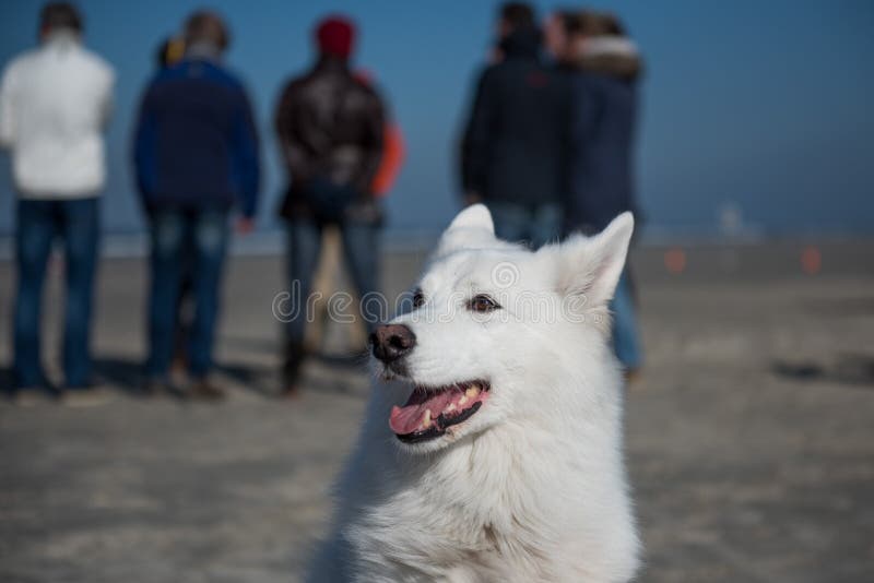 28,348 Happy Dog With People White Background Stock Photos - Free ...