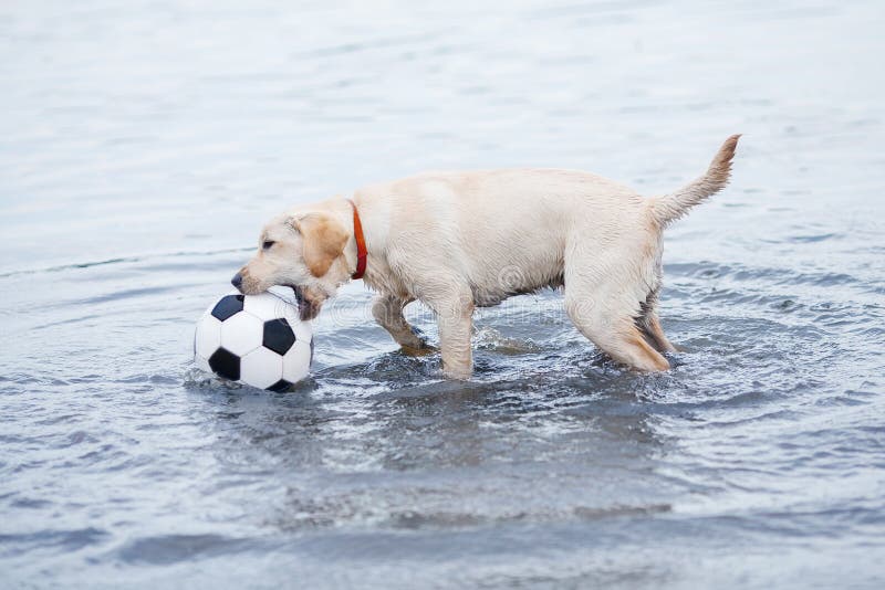 White dog playing stock photo. Image of collar, blue - 76688260